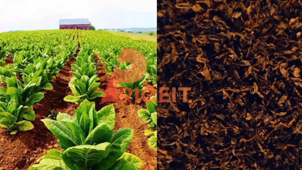 Tobacco Price in Pakistan Tuesday, 23 June 2026